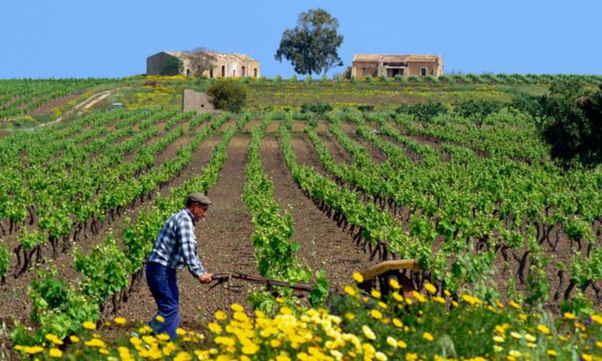 Vignetti Del Salento - NYWines